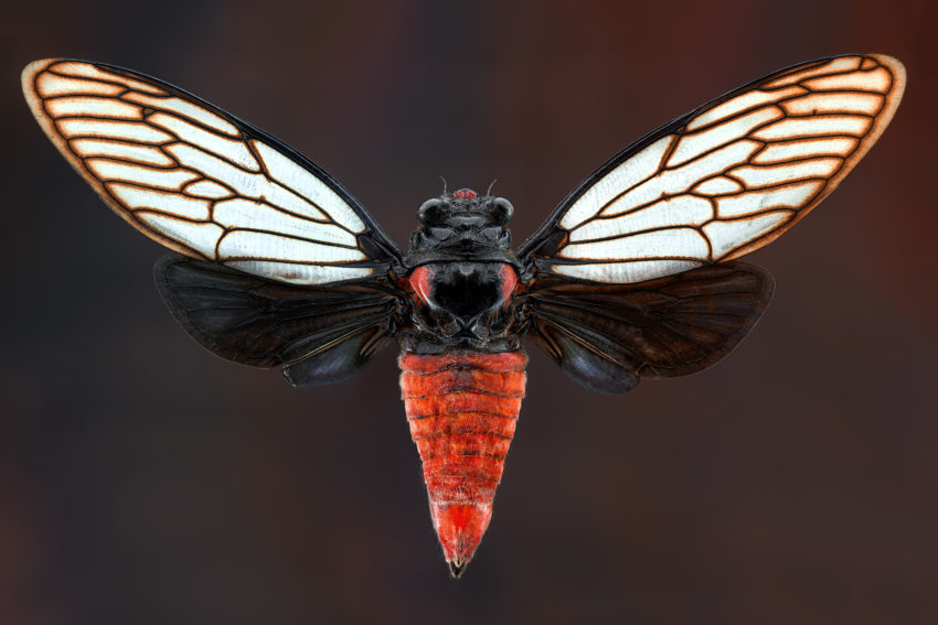 How Cicada Wings Kill Bacteria – Andy Carstens